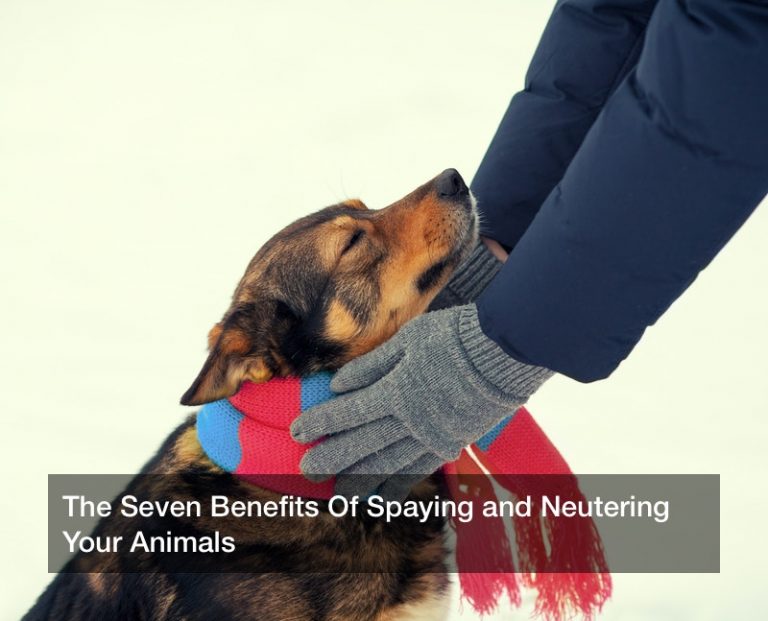 The Seven Benefits Of Spaying and Neutering Your Animals - Vets Pet